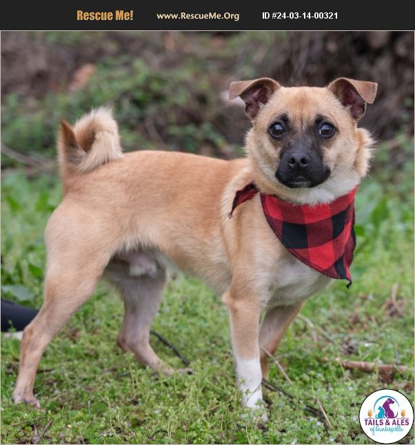 ADOPT 24031400321 ~ Pug Rescue ~ Guntersville, AL