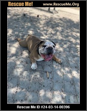 - Florida Bulldog Rescue - ADOPTIONS - Rescue Me!
