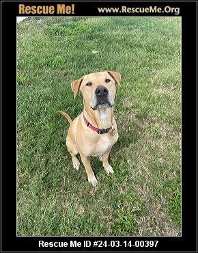 - Florida Rhodesian Ridgeback Rescue - ADOPTIONS - Rescue Me!