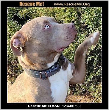 - New Mexico Dog Rescue - ADOPTIONS - Rescue Me!