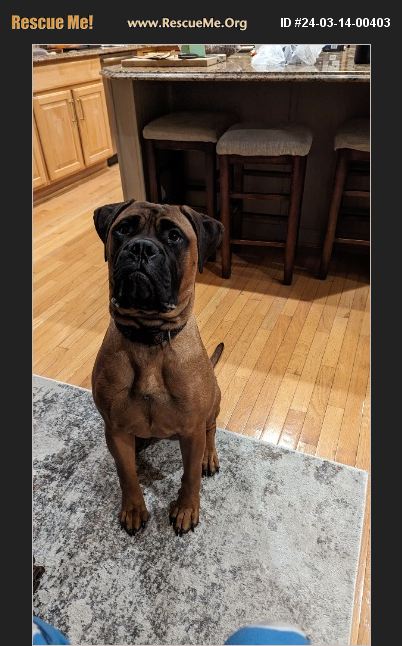 ADOPT 24031400403 ~ Bullmastiff Rescue ~ Florence, KY