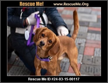 - Pennsylvania Beagle Rescue - ADOPTIONS - Rescue Me!