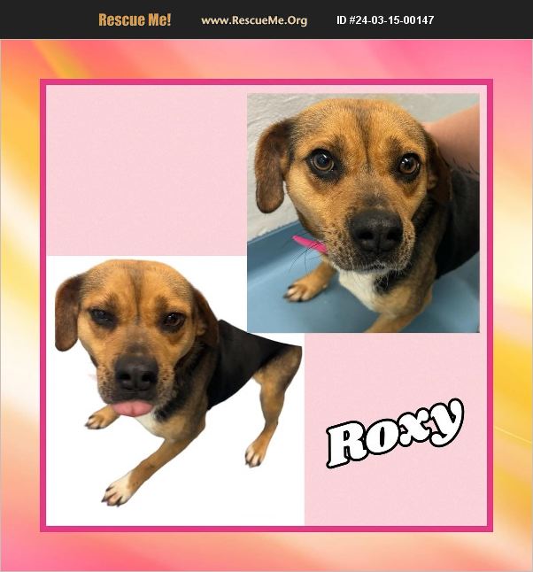 ADOPT 24031500147 ~ Beagle Rescue ~ Raleigh, NC