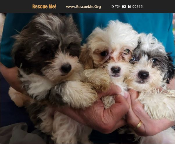 ADOPT 24031500213 ~ Havanese Rescue ~ Rocky Hill, CT