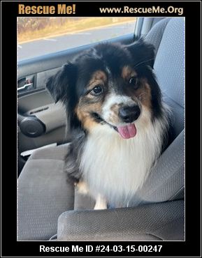 - North Carolina Australian Shepherd Rescue - ADOPTIONS - Rescue Me!