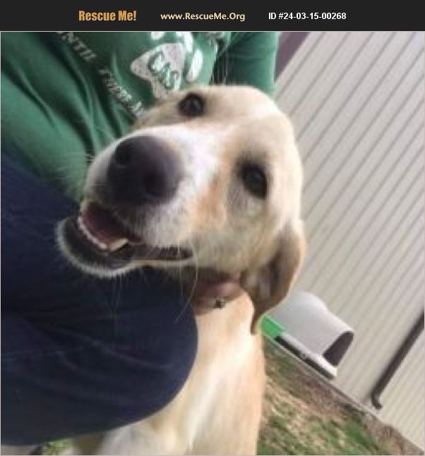 ADOPT 24031500268 ~ Whippet Rescue ~ Bristol, CT