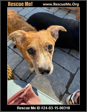 - New Jersey Dog Rescue - ADOPTIONS - Rescue Me!