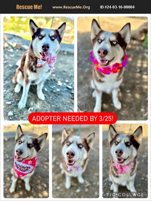 ADOPT 24031600004 ~ Siberian Husky Rescue ~ Riverside County, CA