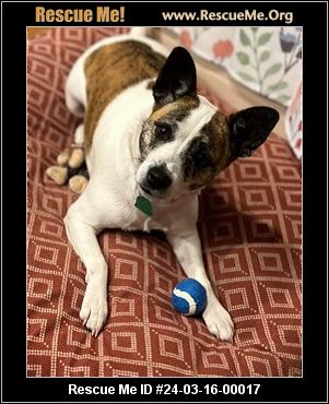 - Pennsylvania Dog Rescue - ADOPTIONS - Rescue Me!