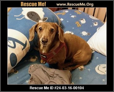 - Minnesota Dog Rescue - ADOPTIONS - Rescue Me!