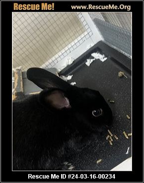 - Pennsylvania Rabbit Rescue - ADOPTIONS - Rescue Me!
