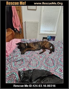 - Pennsylvania Dog Rescue - ADOPTIONS - Rescue Me!