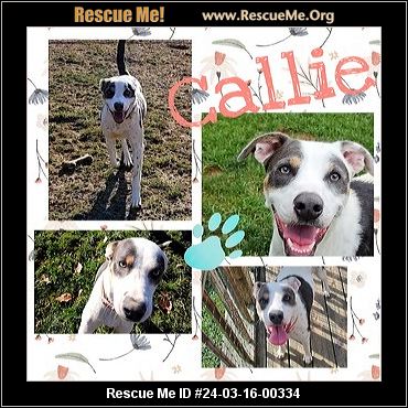 - Pennsylvania Dog Rescue - ADOPTIONS - Rescue Me!
