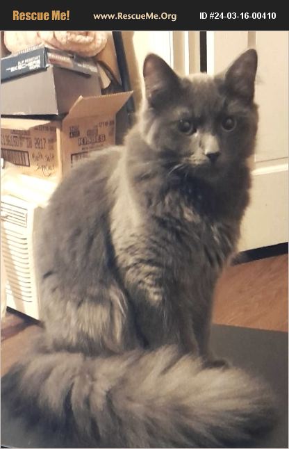 ADOPT 24031600410 ~ Russian Blue Rescue ~ Acworth, GA