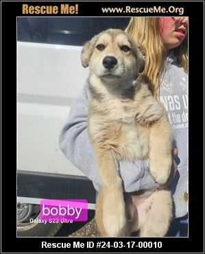 - Washington Corgi Rescue - ADOPTIONS - Rescue Me!