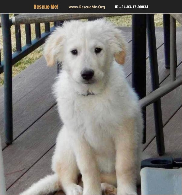 ADOPT 24031700034 ~ Great Pyrenees Rescue ~ Mead, CO