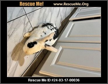 - California Rabbit Rescue - ADOPTIONS - Rescue Me!