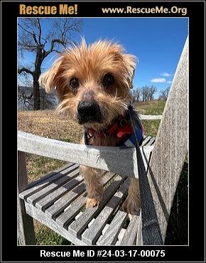 - New York Yorkie Rescue - ADOPTIONS - Rescue Me!