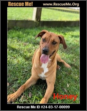 - Florida Rhodesian Ridgeback Rescue - ADOPTIONS - Rescue Me!
