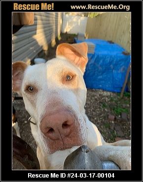 - Arkansas Dog Rescue - ADOPTIONS - Rescue Me!