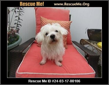 - North Carolina Maltese Rescue - ADOPTIONS - Rescue Me!