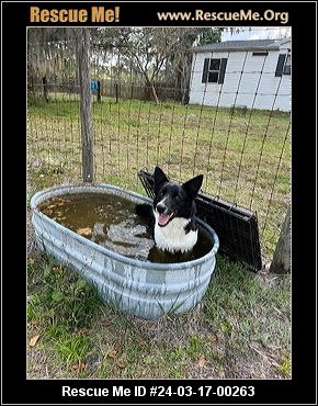 - Florida Border Collie Rescue - ADOPTIONS - Rescue Me!