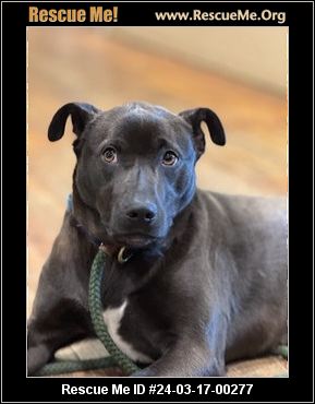 - New Jersey Dog Rescue - ADOPTIONS - Rescue Me!