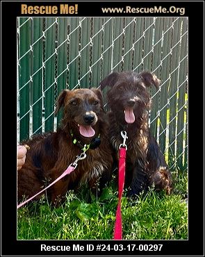 - New Jersey Yorkie Rescue - ADOPTIONS - Rescue Me!