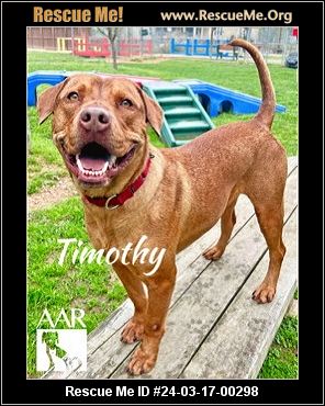 - Texas Vizsla Rescue - ADOPTIONS - Rescue Me!