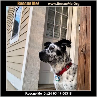 - Minnesota Dog Rescue - ADOPTIONS - Rescue Me!