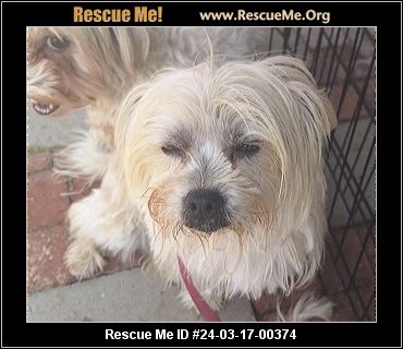 - California Yorkie Rescue - ADOPTIONS - Rescue Me!