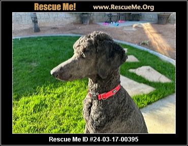 - California Poodle Rescue - ADOPTIONS - Rescue Me!