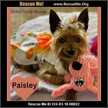 - Texas Yorkie Rescue - ADOPTIONS - Rescue Me!