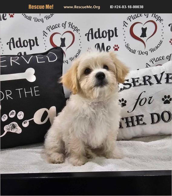 ADOPT 24031800038 ~ Maltese Rescue ~ Pensacola, FL