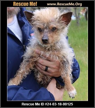 - Texas Yorkie Rescue - ADOPTIONS - Rescue Me!