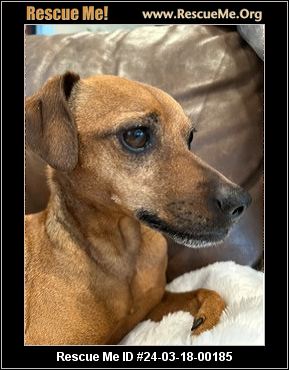 - California Miniature Pinscher Rescue - ADOPTIONS - Rescue Me!