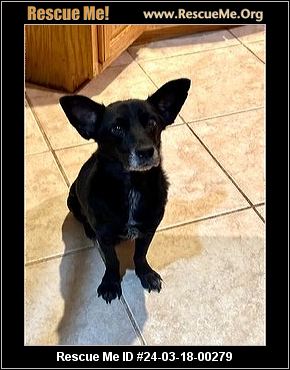 - New Jersey Dog Rescue - ADOPTIONS - Rescue Me!