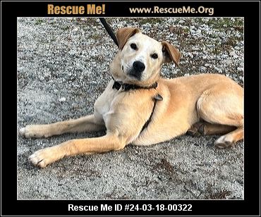 - Massachusetts Mutt Rescue - ADOPTIONS - Rescue Me!