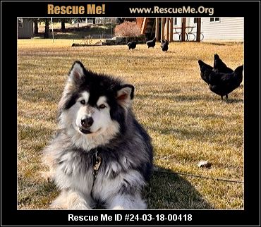 - Minnesota Dog Rescue - ADOPTIONS - Rescue Me!