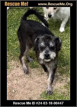 - Texas Schnauzer Rescue - ADOPTIONS - Rescue Me!