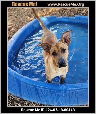 - Oklahoma Dog Rescue - ADOPTIONS - Rescue Me!