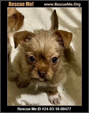 - New Jersey Dog Rescue - ADOPTIONS - Rescue Me!