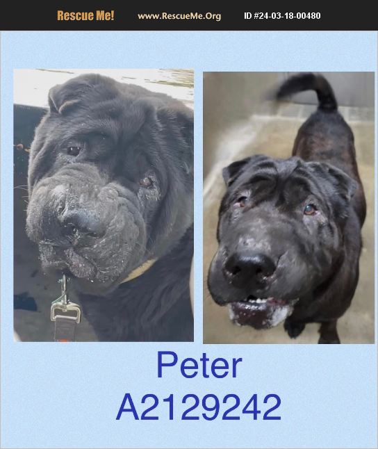 ADOPT 24031800480 ~ Shar-Pei Rescue ~ Van Nuys, CA