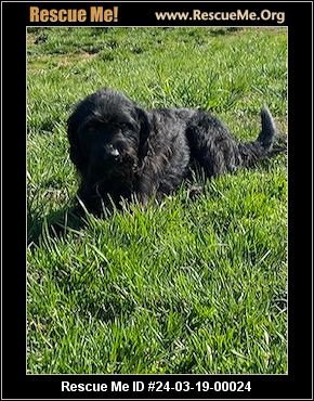 - Maryland Dog Rescue - ADOPTIONS - Rescue Me!