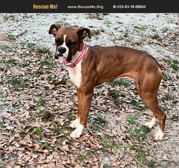 ADOPT 24031900044 ~ Boxer Rescue ~ Jackson,Hampton,Monroe, GA
