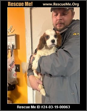 - Illinois Dog Rescue - ADOPTIONS - Rescue Me!