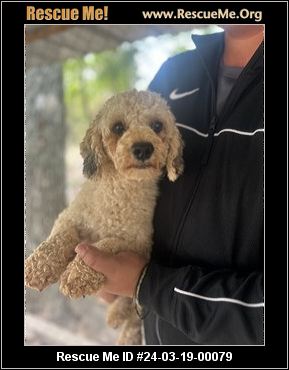 - Illinois Dog Rescue - ADOPTIONS - Rescue Me!