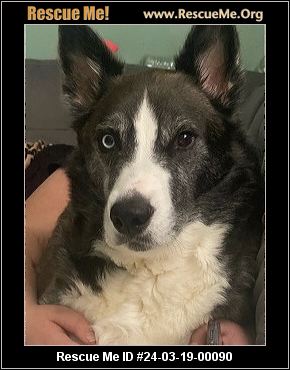 - Virginia Siberian Husky Rescue - ADOPTIONS - Rescue Me!