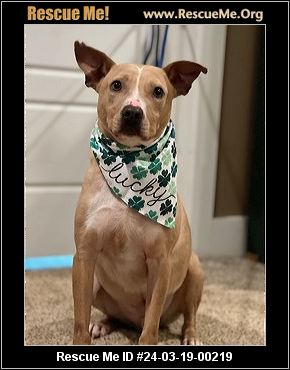 - Tennessee Dog Rescue - ADOPTIONS - Rescue Me!