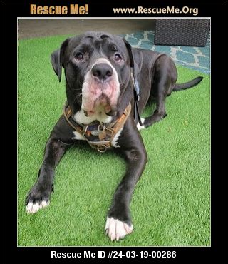 - Illinois Rottweiler Rescue - ADOPTIONS - Rescue Me!